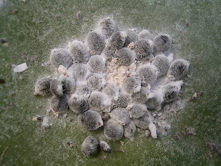 Coeurette: Le rouge cochenille