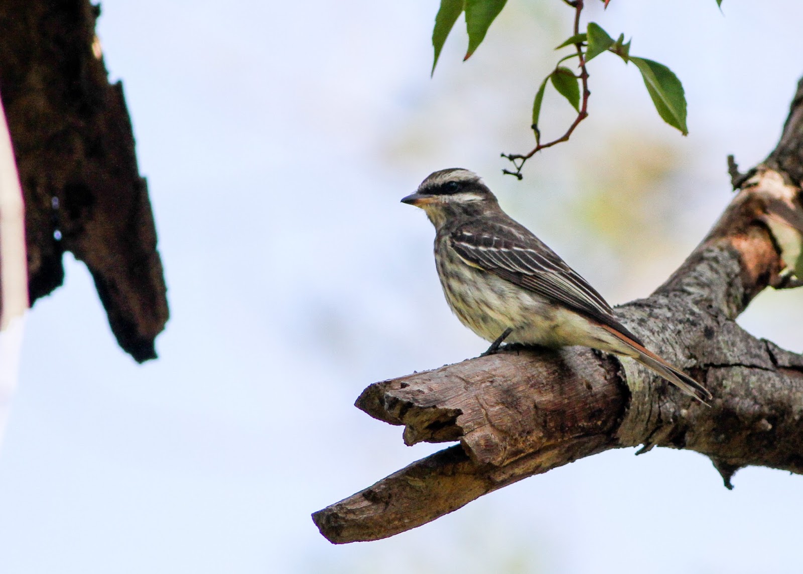 Slow Birding: Variegated Flycatcher!!!