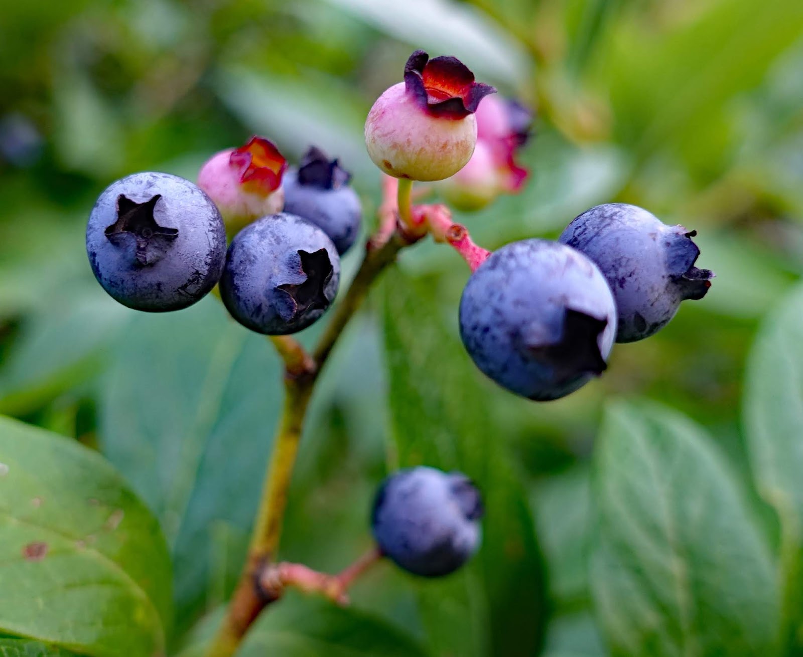 Joe's Retirement Blog: Blueberry Pickin' at Landers Farms, Ellisville ...