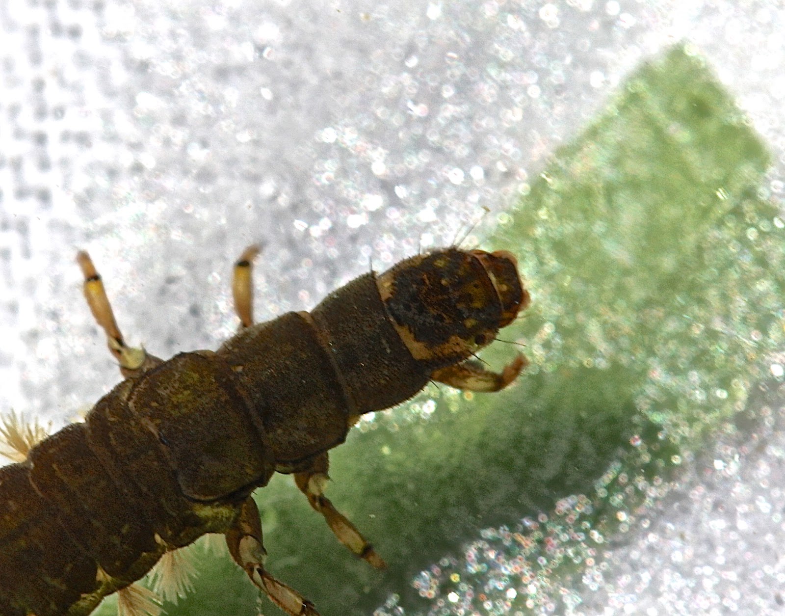 Aquatic Insects of Central Virginia: Hydropsyche venularis: The Common ...