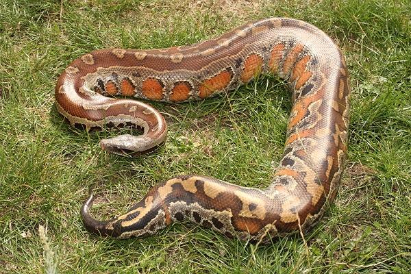 EKOGEO: JENIS-JENIS ULAR DARI SUKU PYTHONIDAE DI INDONESIA