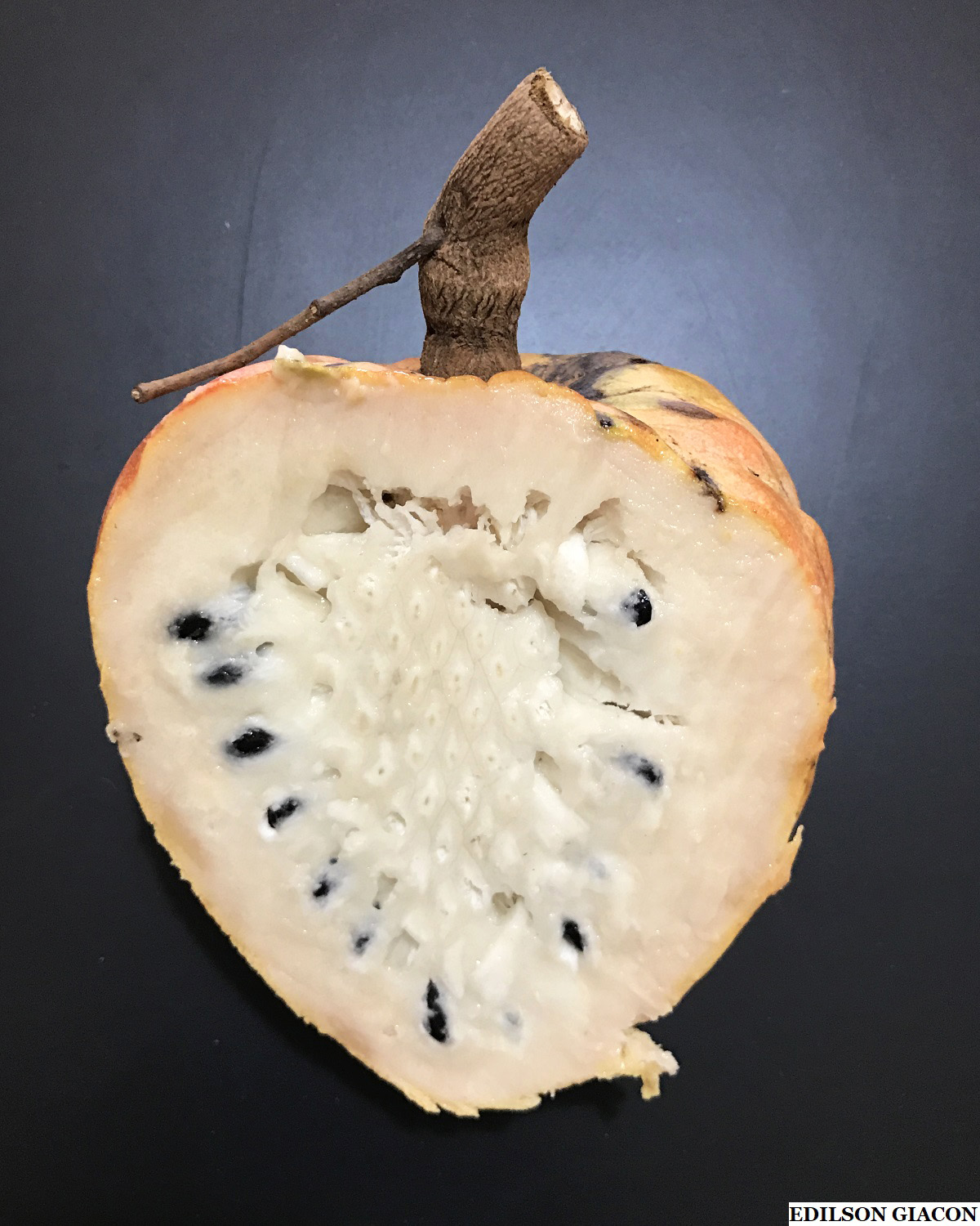 Viveiro Ciprest - Plantas Nativas e Exóticas: Anona Lisa ou Condessa ...