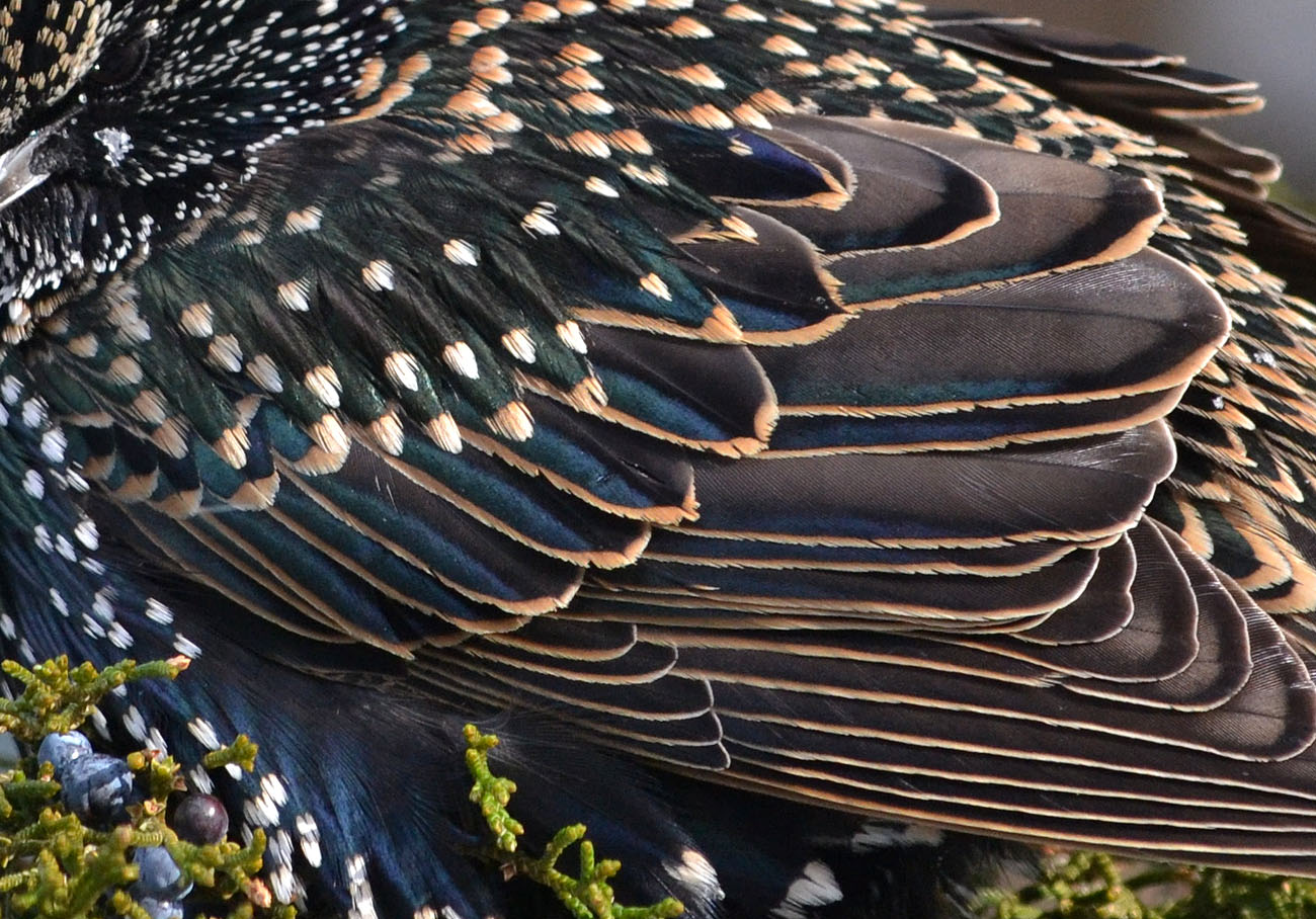 Woods Walks and Wildlife: Beautiful Starlings??