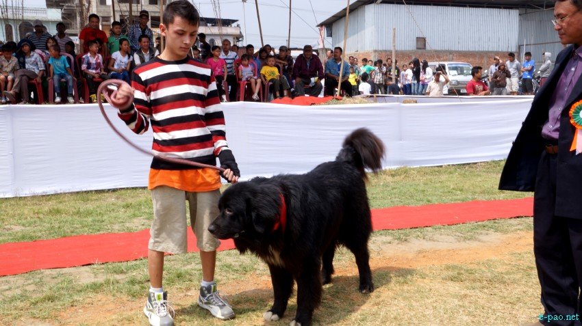 Arjunpuri in Qatar: 10 Indian dog breeds that are dying