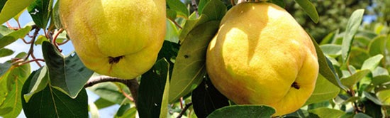 Bitkisel Tedavi Uzmanı: Ayva (Cydonia Oblonga)