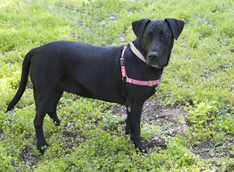 Shelter Dogs of Portland: " CELIA" a short adorable Black Lab type mix