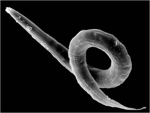 Nematoides; Nematódeos; Nematoda; Sipunculida