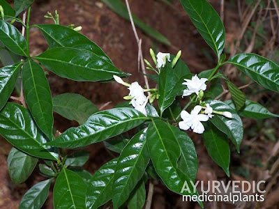 Earn From CPA Leads: Crape Jasmin-Tagar