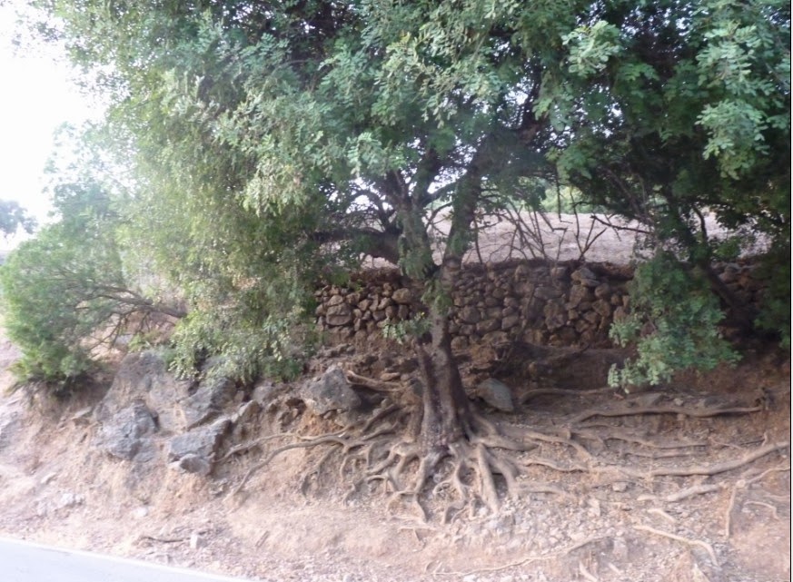 Ubrique en verde: Al pantano de los Hurones