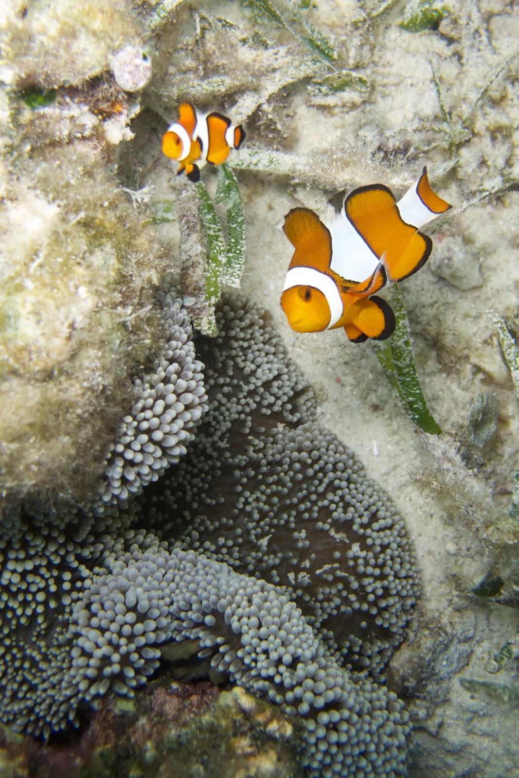 Diving in paradise... Plonger au paradis...: What do you know about ...