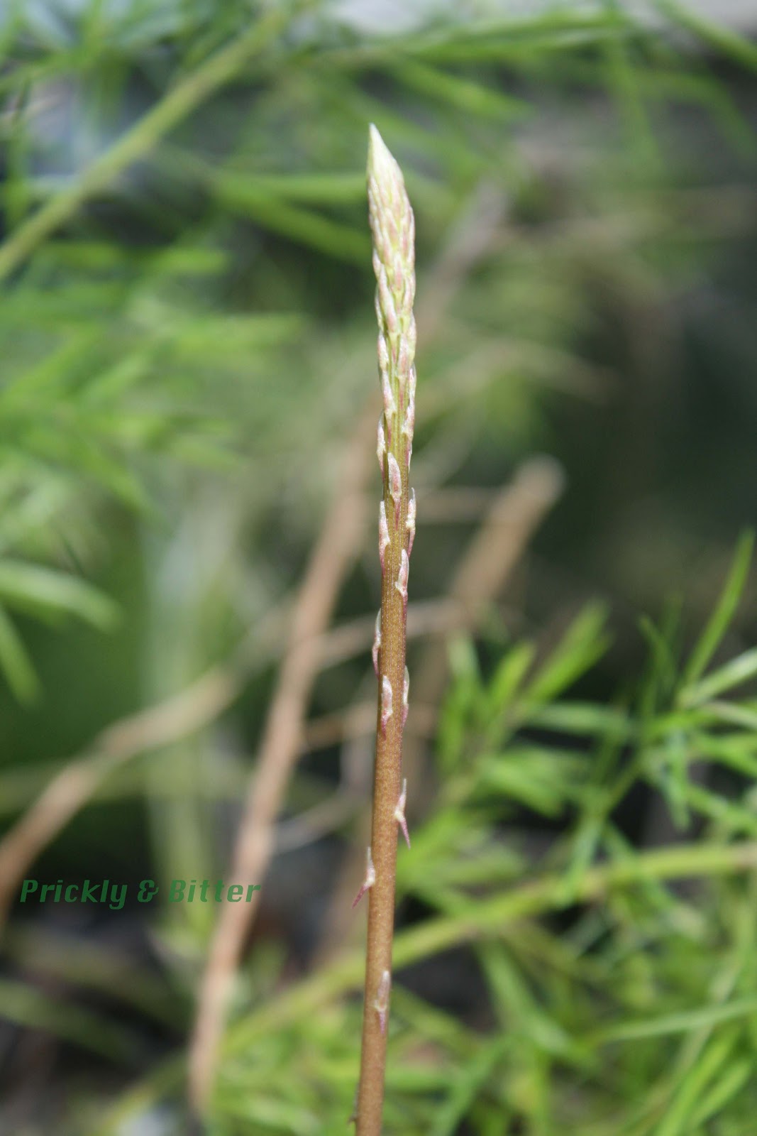 Prickly and Bitter: The dense-leaved asparagus