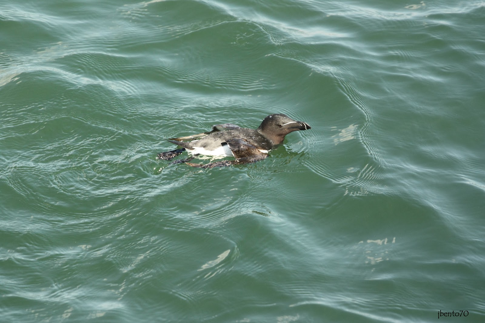 Birding Cascais: Torda-mergulheira / Razorbill (Alca torda) na Baía de ...