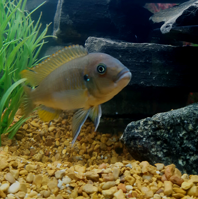 Deb's CICHLIDS: AFRICAN MBUNA CICHLIDS