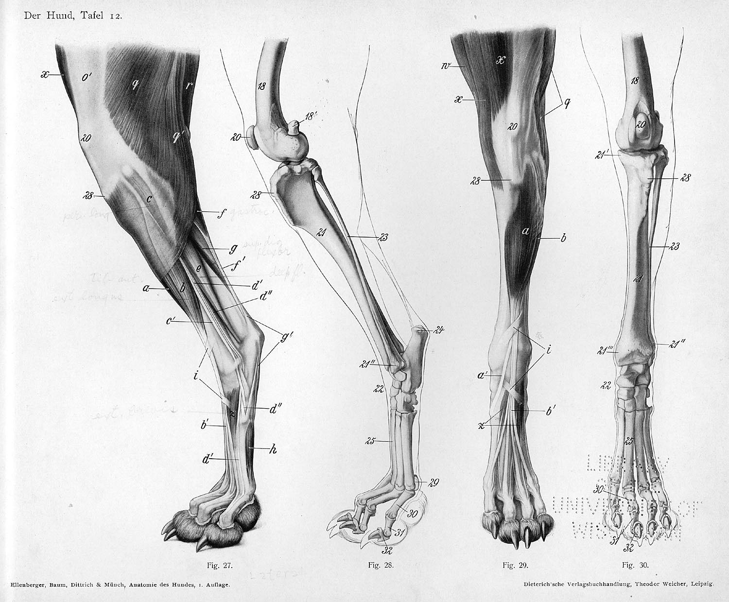 Dog Hind Leg Anatomy