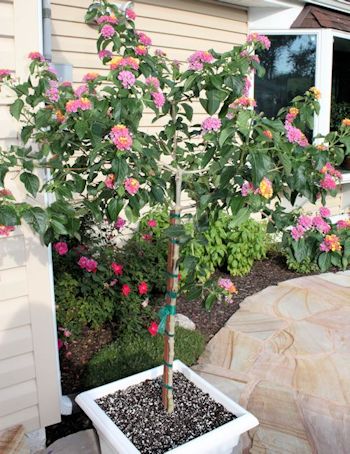 A GUIDE TO NORTHEASTERN GARDENING: Garden Blogger's Bloom Day July 2012