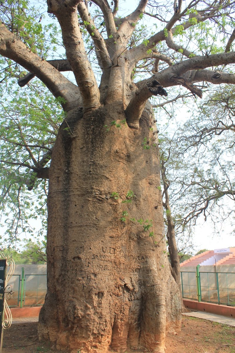 Journeys across Karnataka: Savanur: fort ruins and Baobab trees