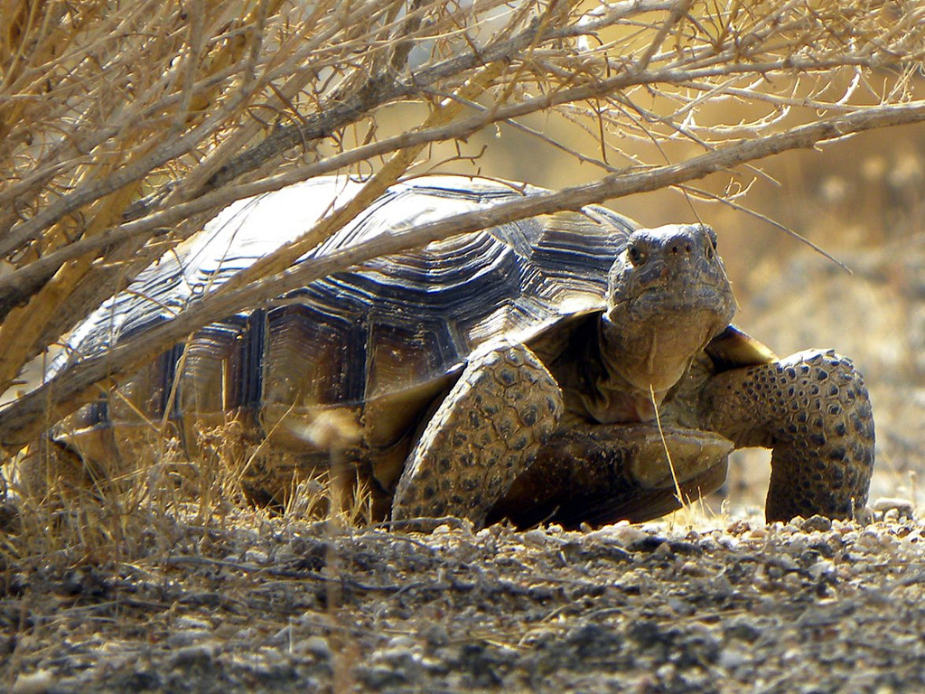 Desert Tortoises Love Thunderstorms