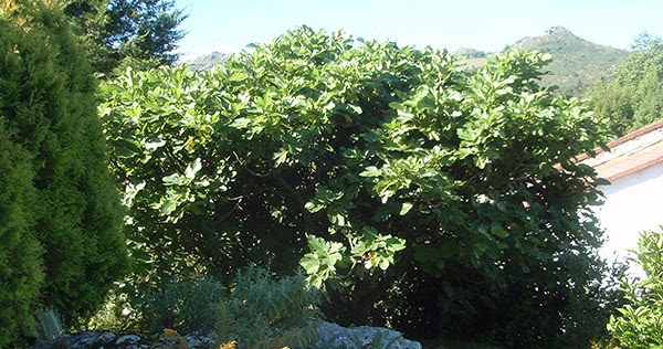 HIGUERAS: CUIDADOS Y PODA
