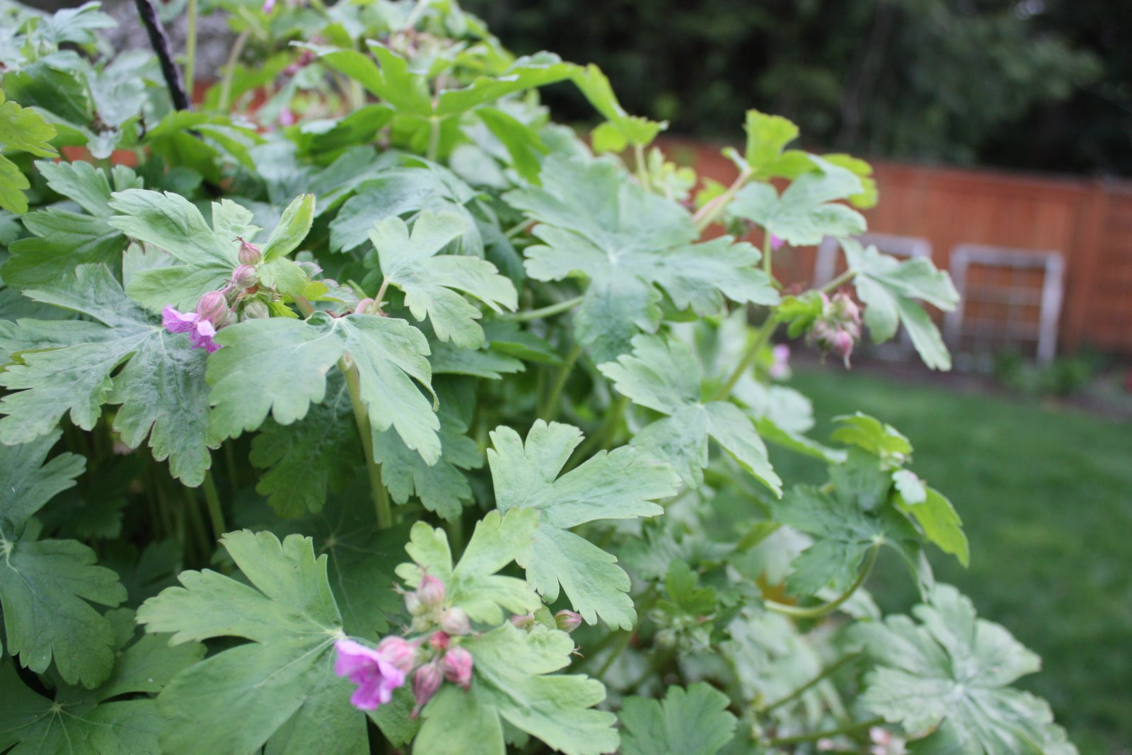 Gardening and Reggio Inspired Provocations – Love, Laughter, and Literacy