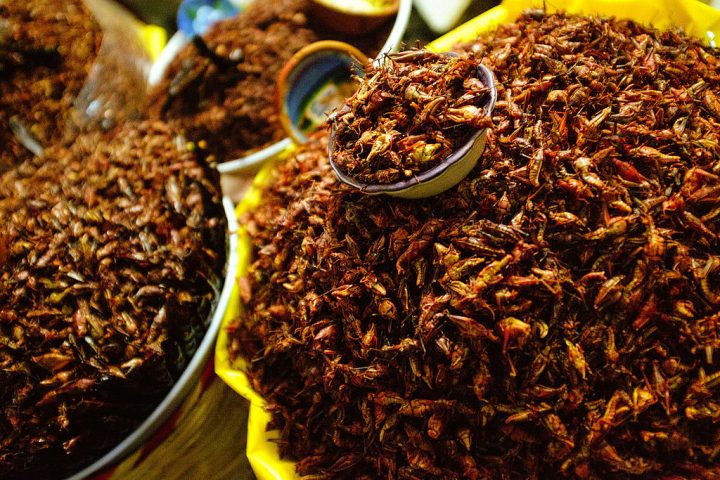 Le blog aléatoire: L’impact de plus d’insectes sur le plat