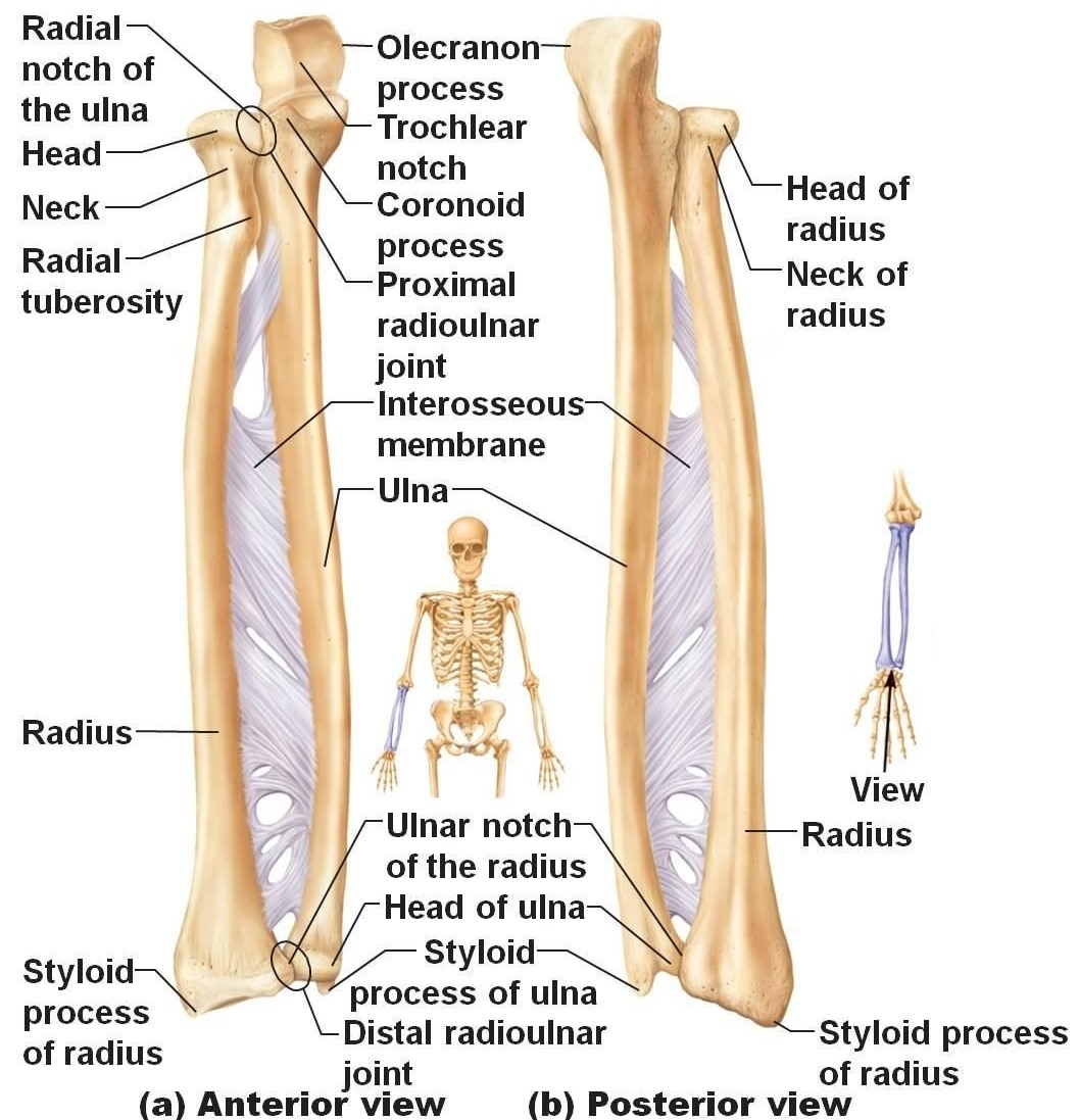 Ulna Definition Location Anatomy Functions Diagram