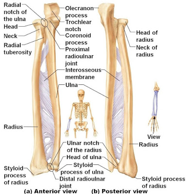 CASE PRESENTATION OF TYPE COLLES’ FRACTURE