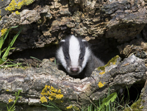 Turismo Abaurrea: El Tejón