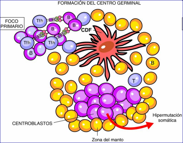 Microbiología (e inmunología) para estudiantes de medicina: Respuesta ...