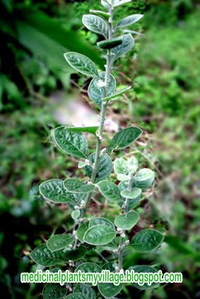 Medicinal Plants My Village: Medicinal Plants in My Village
