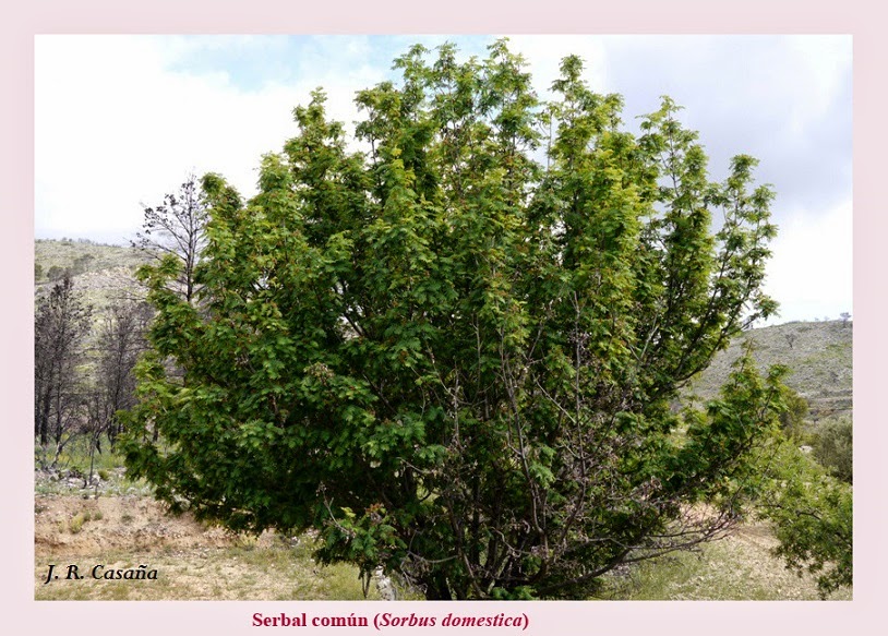 El Gallipato Alcublano: Serbal común (Sorbus domestica)