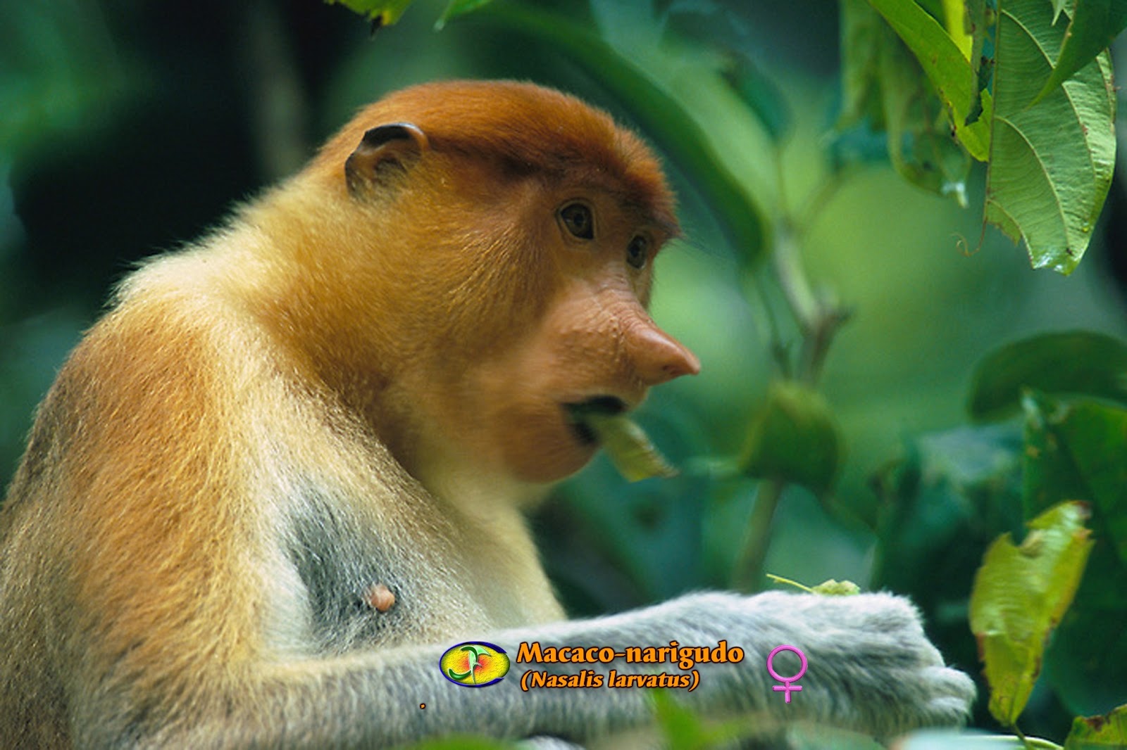 Foto Do Macaco Narigudo - FDPLEARN