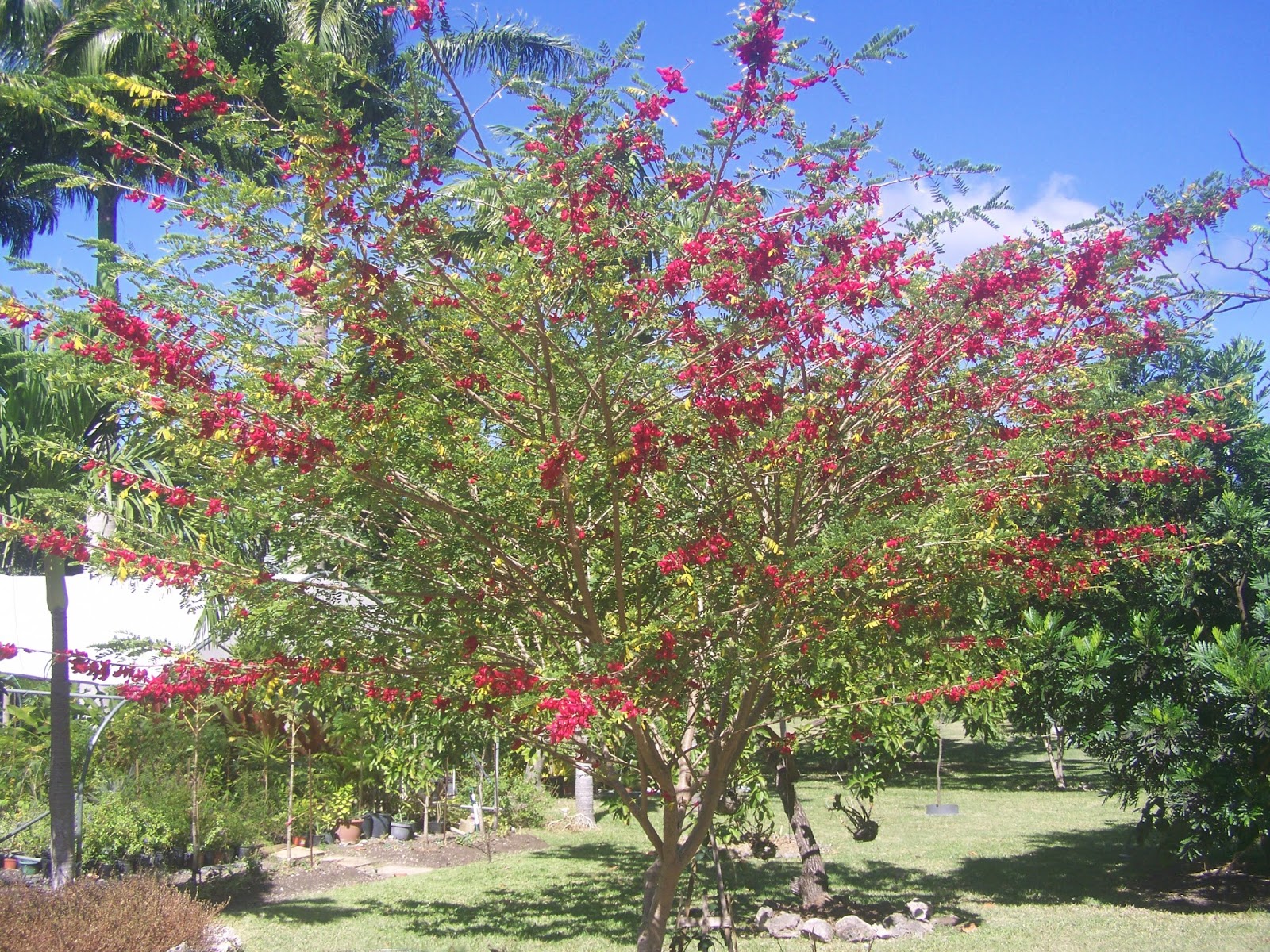 my rustic bajan garden: Busy at the homestead