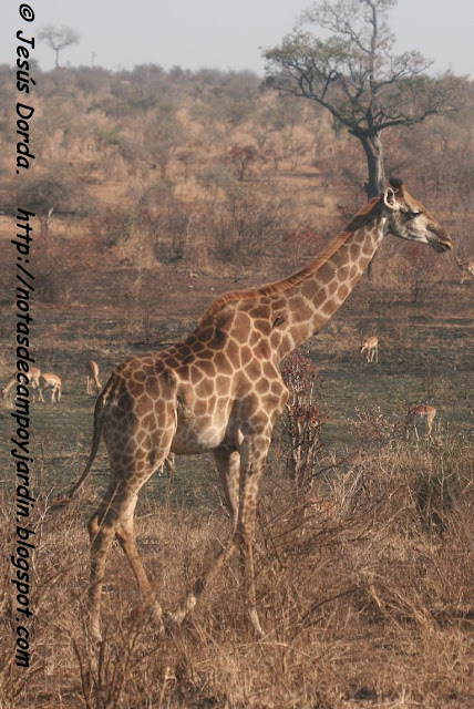 Notas de campo y jardín: Las jirafas, temas evolutivos de altura.(1ª parte)