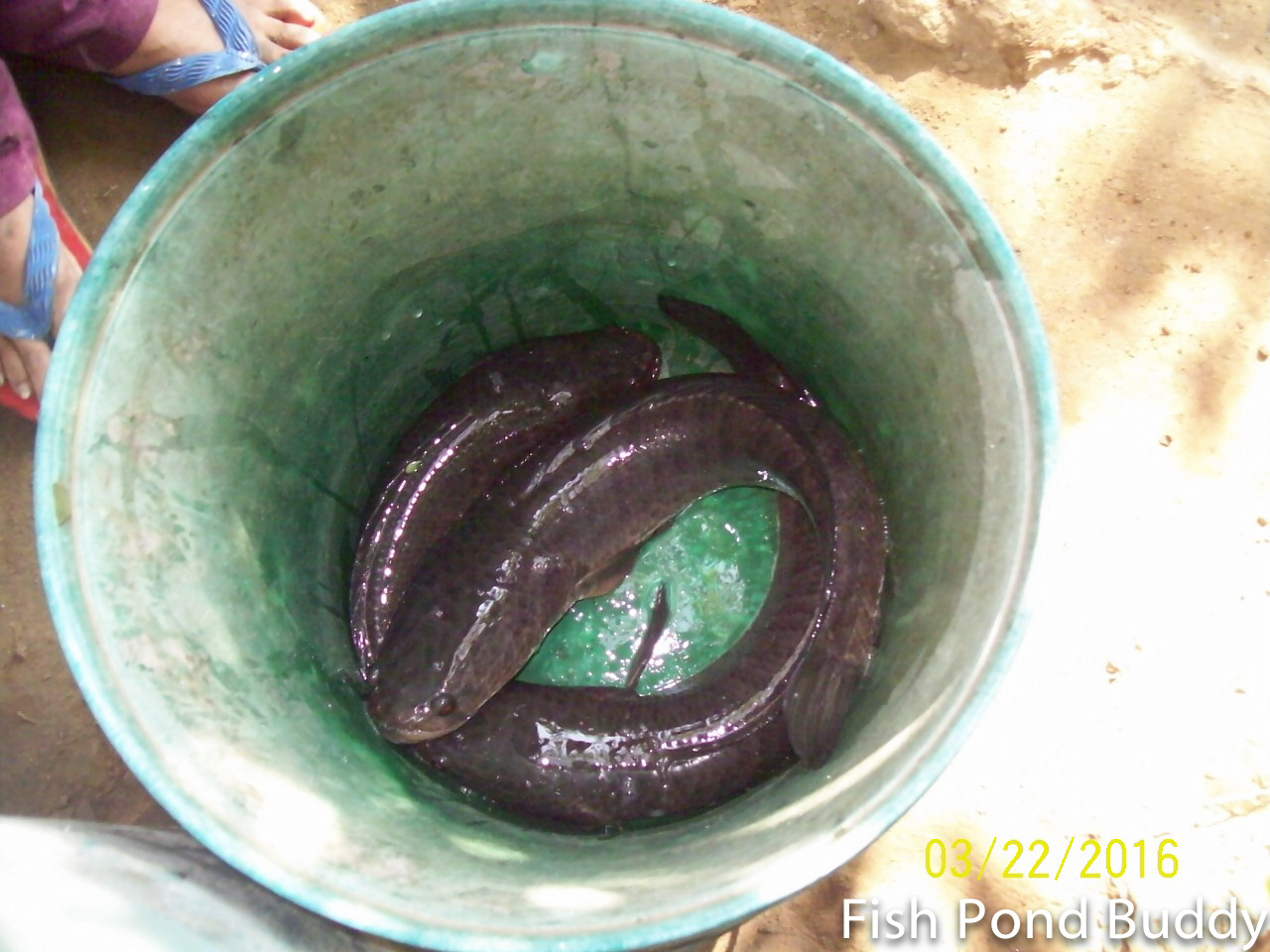 Fish Pond Buddy: Fish Farmer vs. Mudfish ("Dalag")