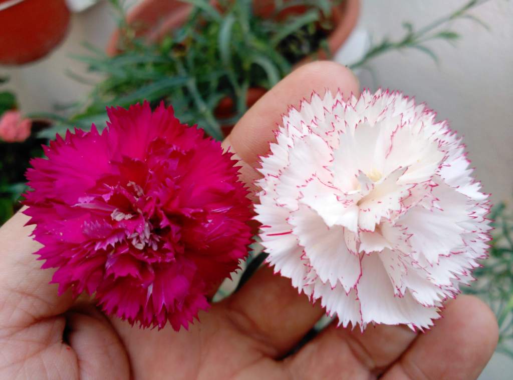 Huerto Casero de Quiquet: Sembrando claveles de muchos colores