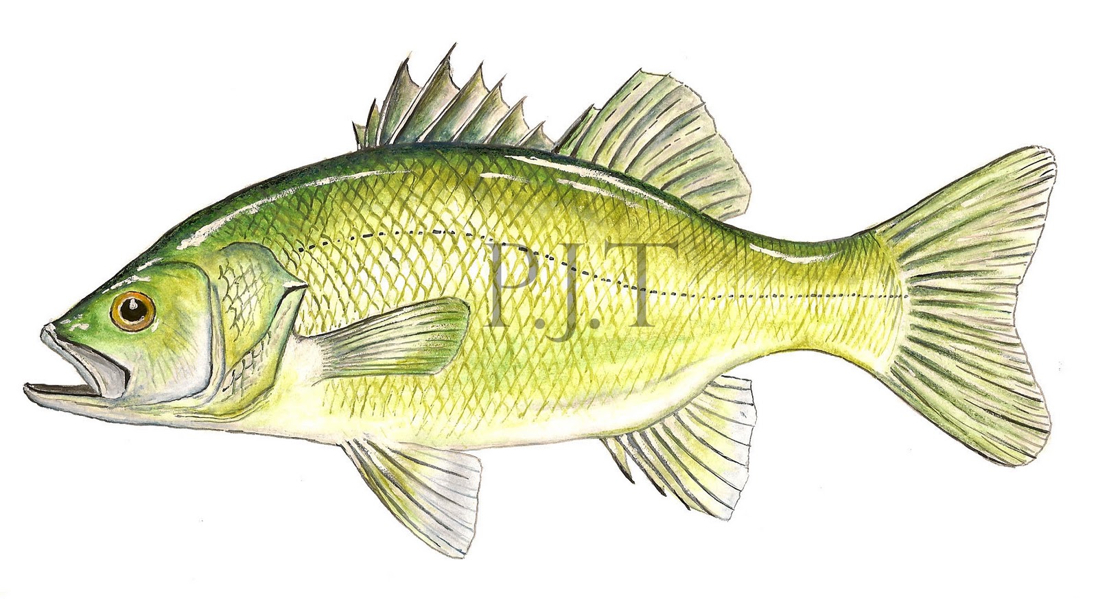 BlueSpace: ANSA Record fish Paintings - Australian Bass