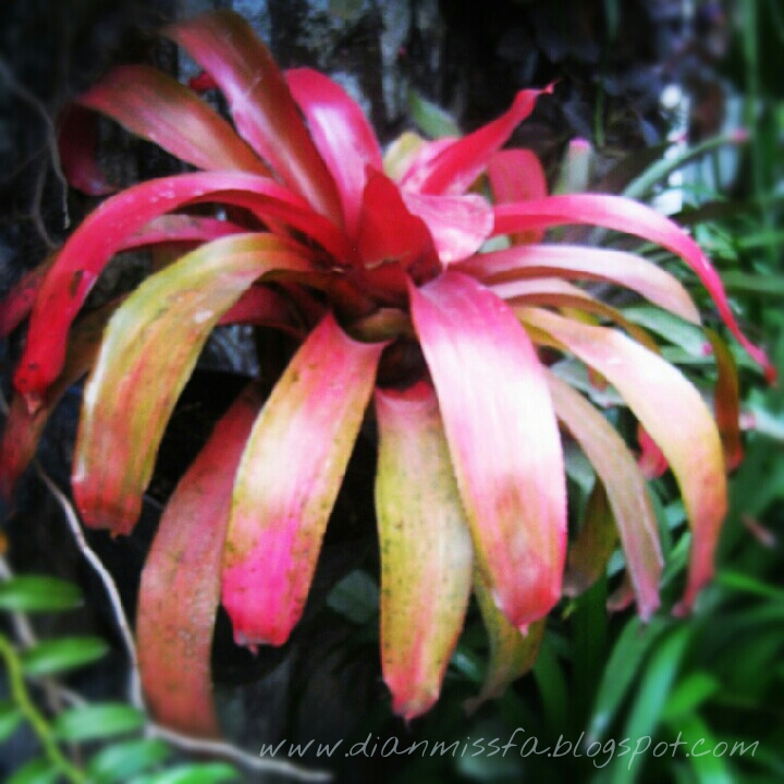KEBUN BUNGA: BROMELIA