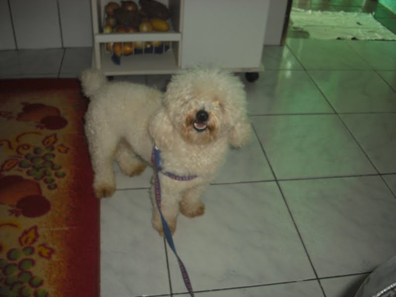 Fotos de cachorro puldo - Imagui