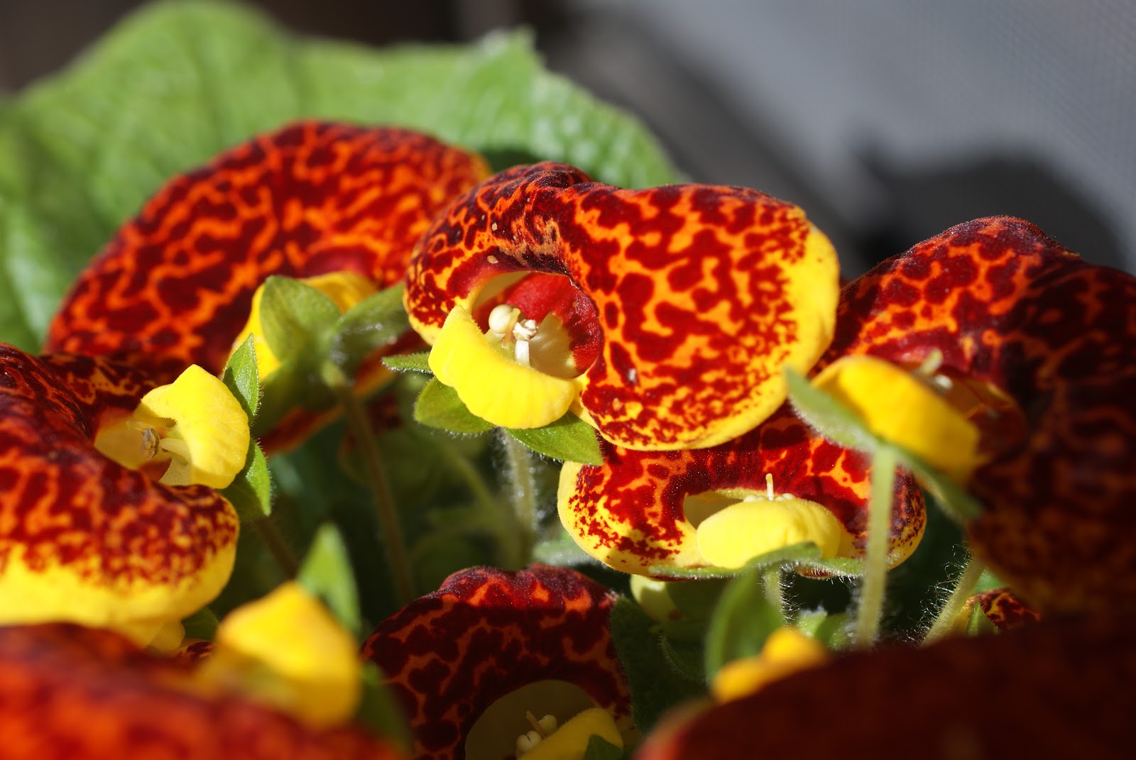 HORTA À PORTA: CALCEOLARIA BIFLORA (CALCEOLÁRIA, SAPATINHOS-DE-VÉNUS)