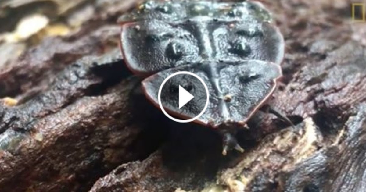 IdeationInspirations: Female Trilobite Beetle