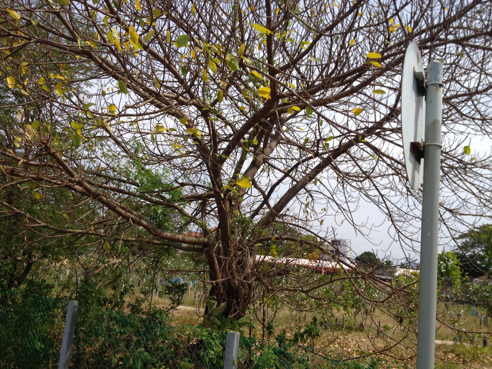 Swiftlet Farming: Million Dollars A Year Income Potential.: The Ara ...