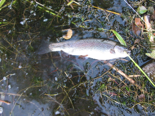 Fly Fishing with Doug Stewart: Fly Fishing in Hot Weather with a ...