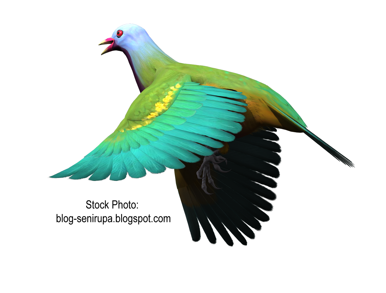 Stock Photo Gambar Burung Set 01 High Resolution