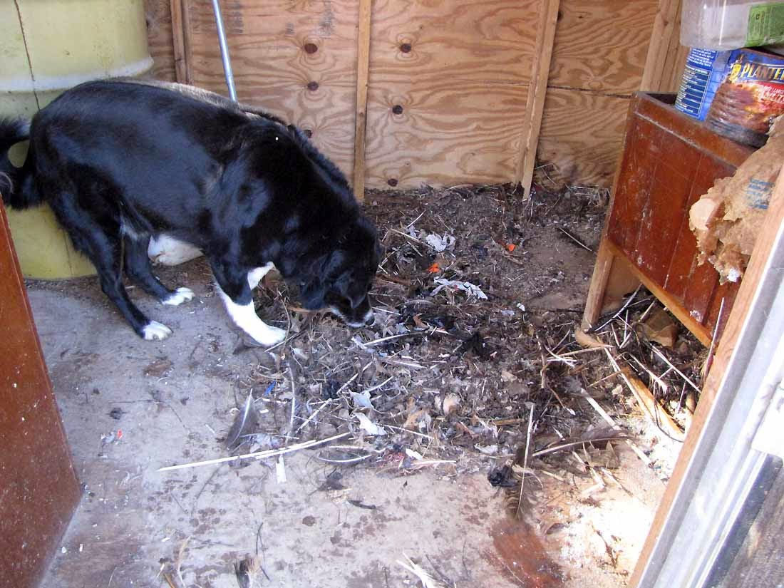 How to Spot Rat Infestation - how to get rid of rats