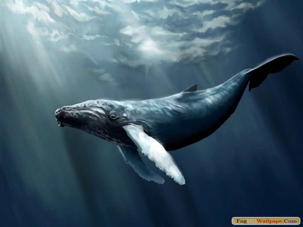 Wheel Fish Desktop HD Wallpaper | Fog HD Wallpaper