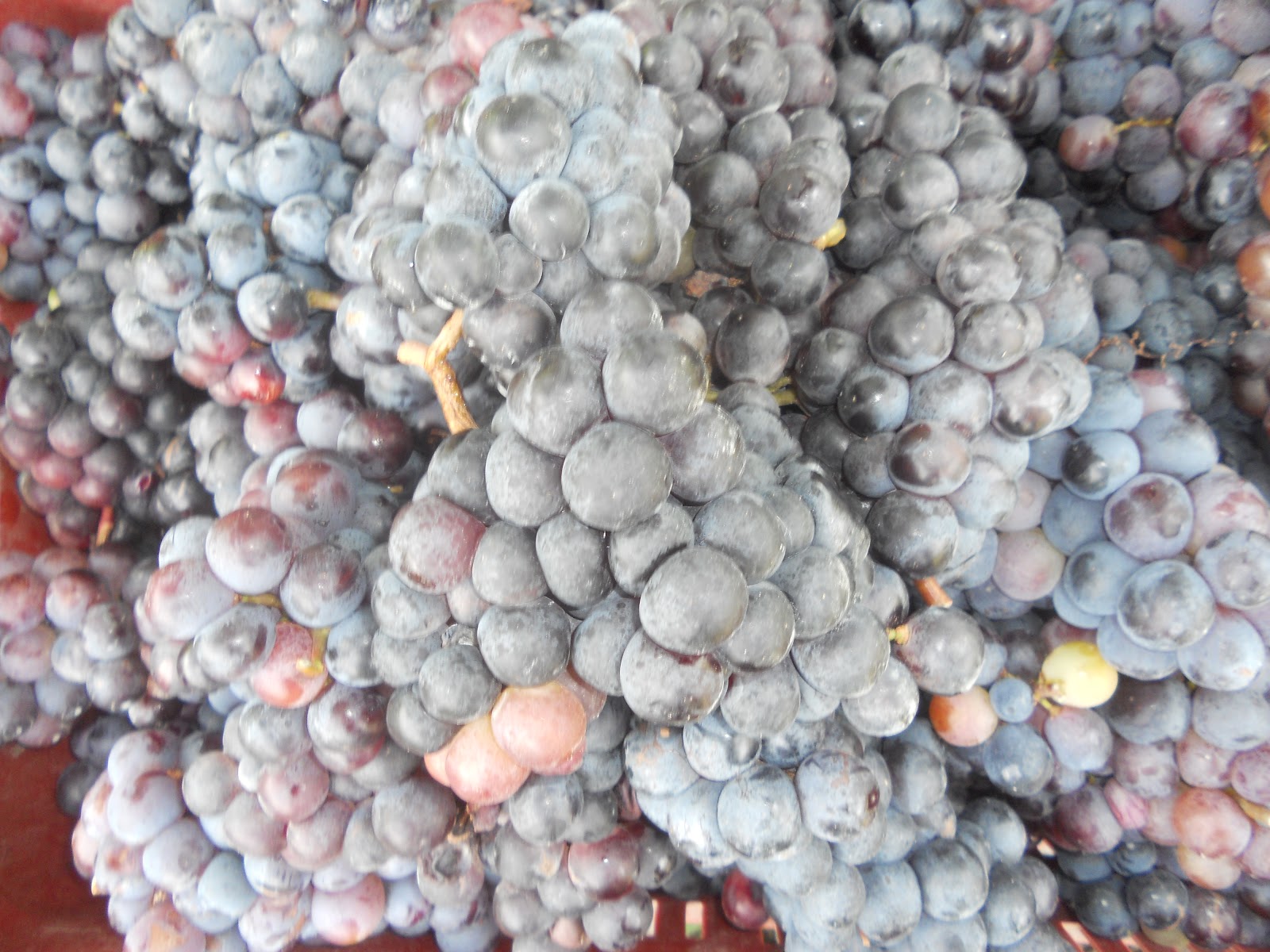 Hermosas imágenes de Neiba. | EL FUTUTO