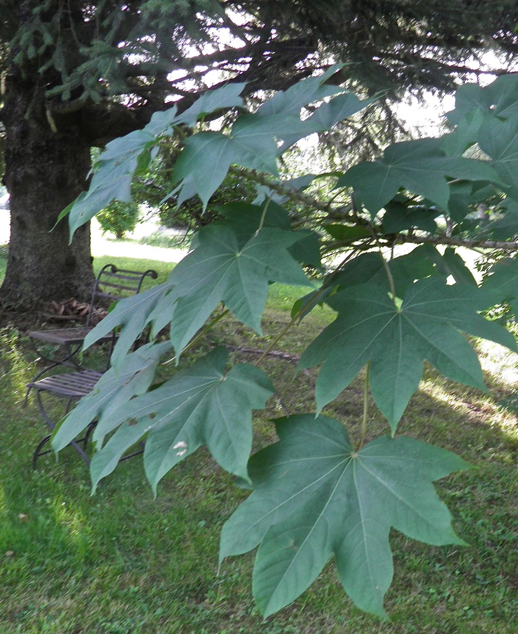 Docaitta Lifestyle: Kalopanax – Prickly Castor Oil Tree