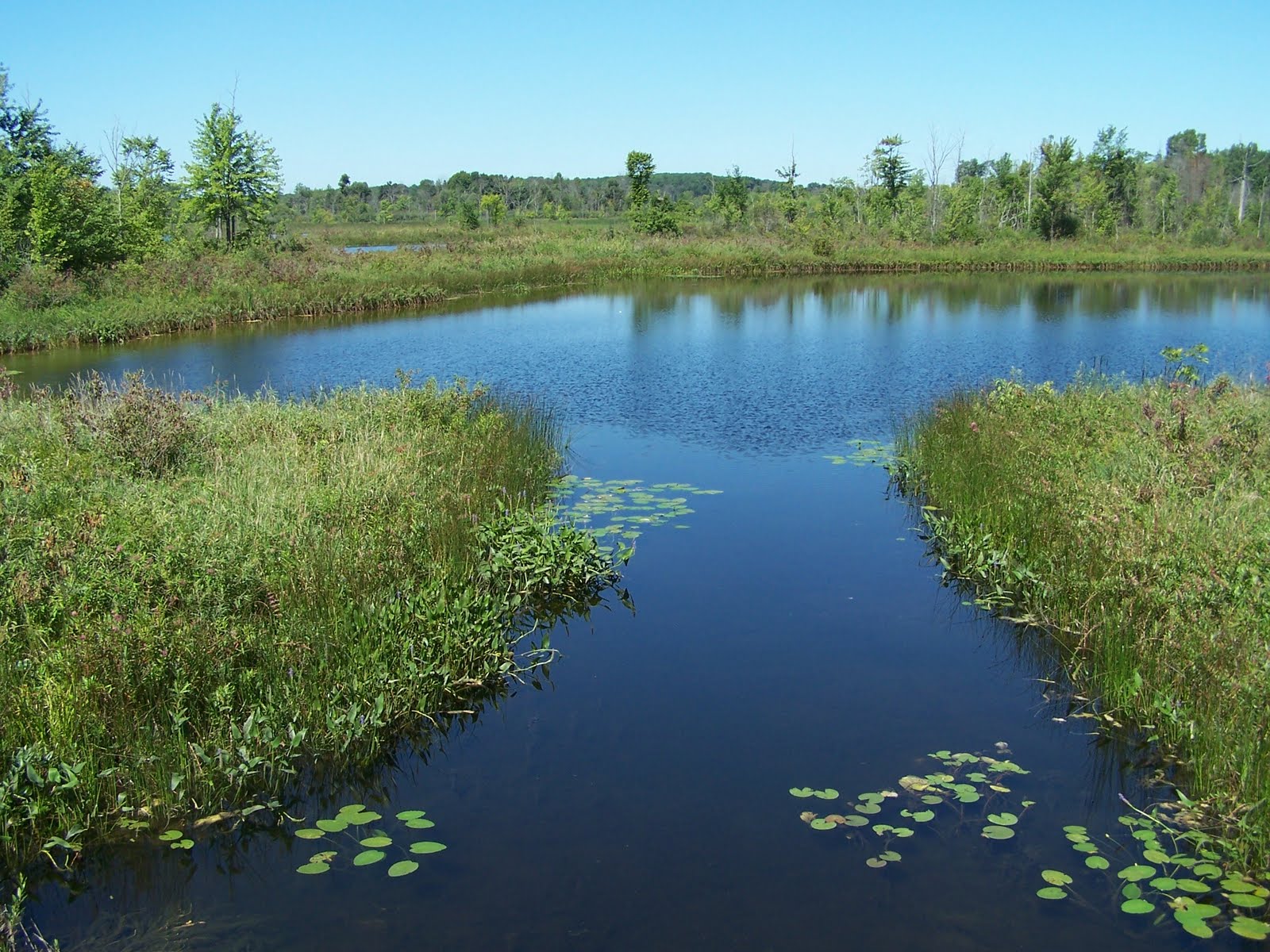 Midnight Creations: 7 Ponds Nature Center Day Trip