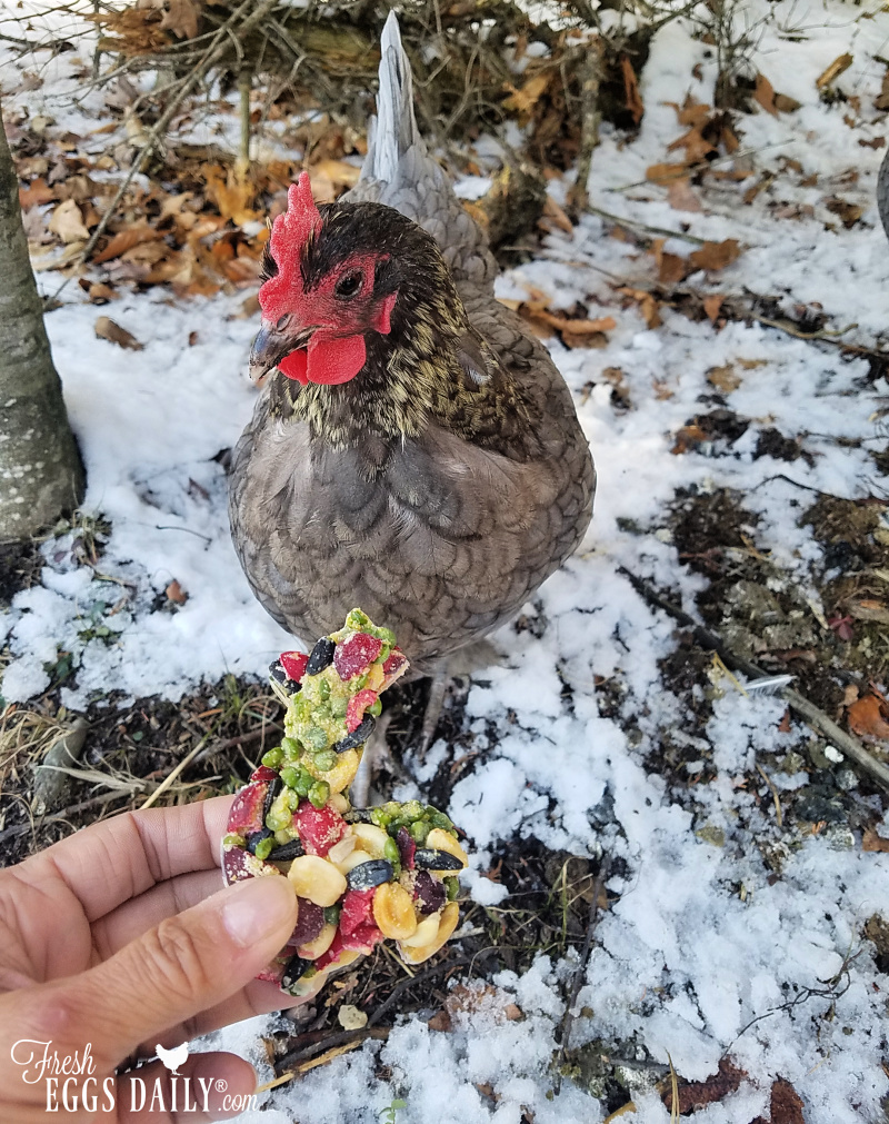 Festive Holiday Treats for your Chickens - Fresh Eggs Daily® with Lisa ...