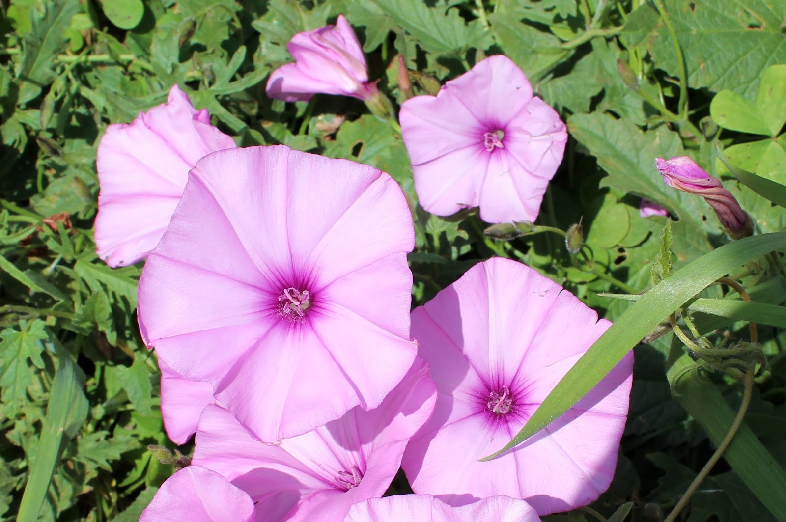 Wilde Planten: Windes